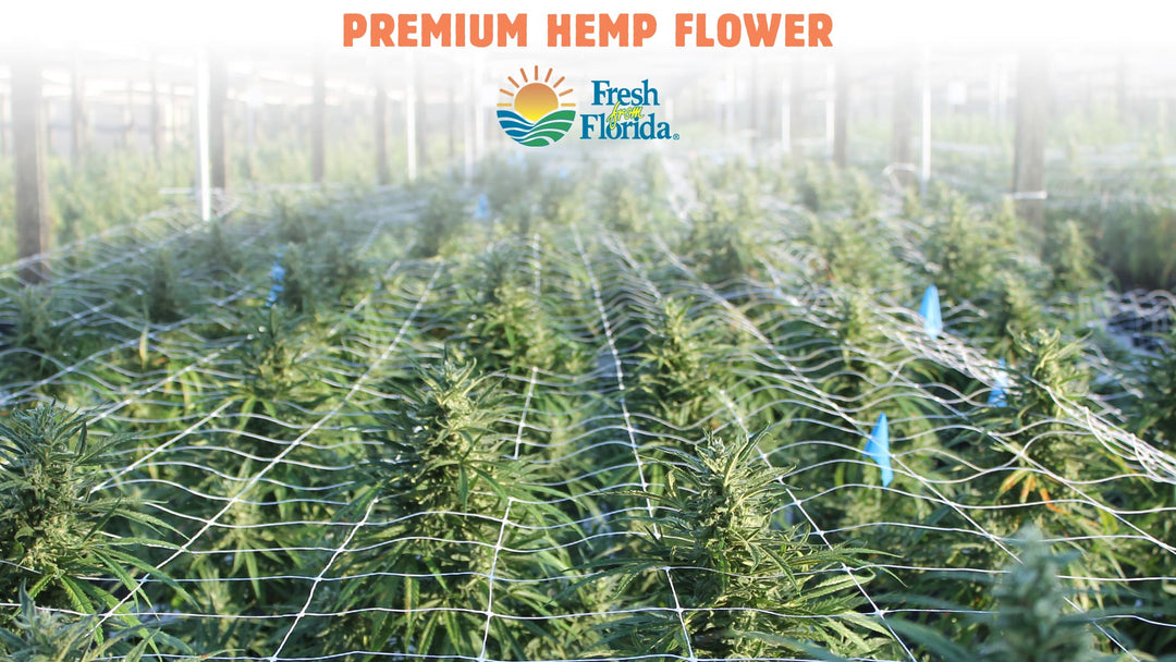 Florida Hemp Farm